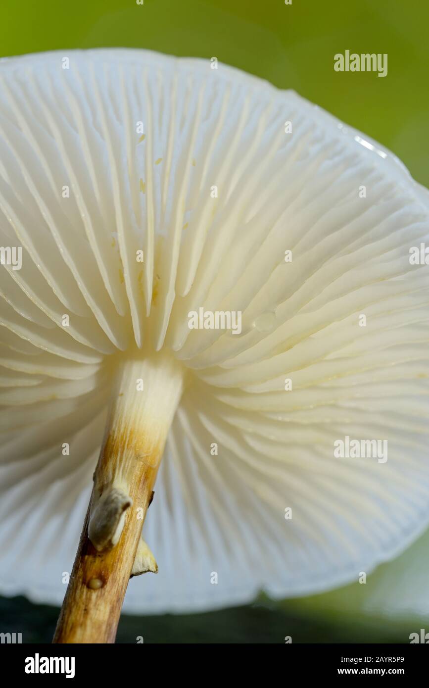 porcelain fungus (Oudemansiella mucida), underside of the hat with ...