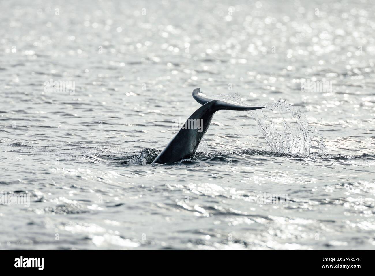 Dolphin tail hi-res stock photography and images - Alamy