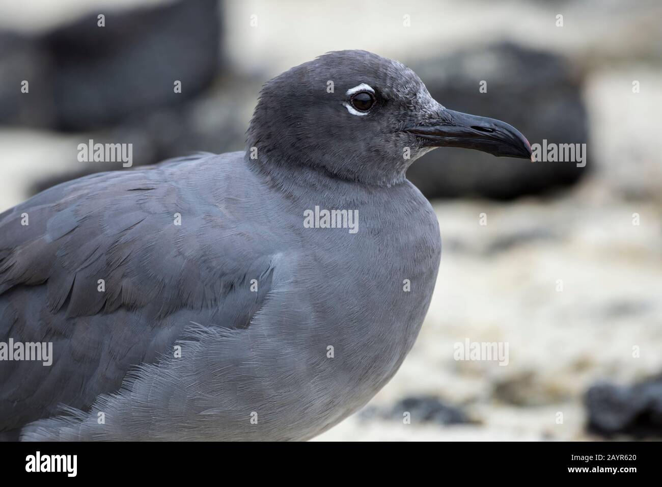 Close-up of a Lava gull (Larus fuliginosus) on a beach of Genovesa ...