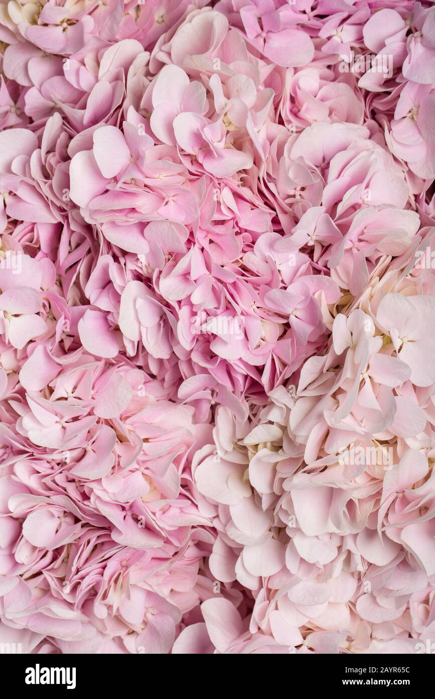 Beautiful background of hydrangea flowers Stock Photo - Alamy