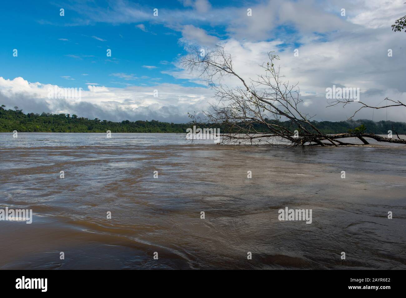 View of the Rio Napo near Coca, Ecuador with a fallen tree Stock Photo ...