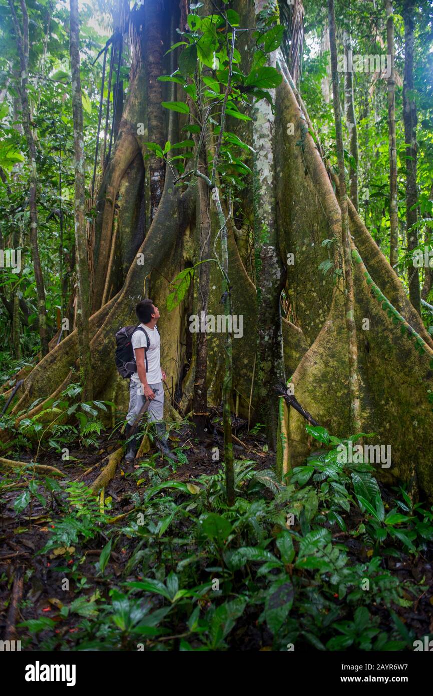 A native man is standing in front of buttress roots of a tree in the ...