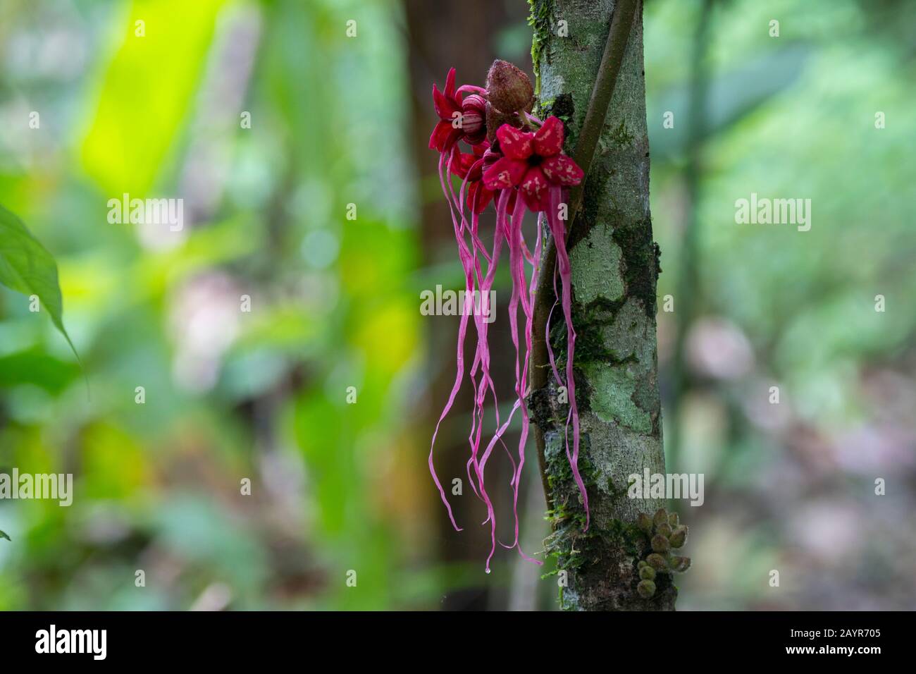 Flowers of a wild cacao tree in the rain forest near La Selva Lodge ...
