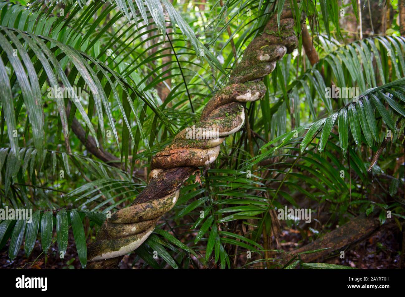 A vine is winding around a tree branch of a tree in the rain forest at ...