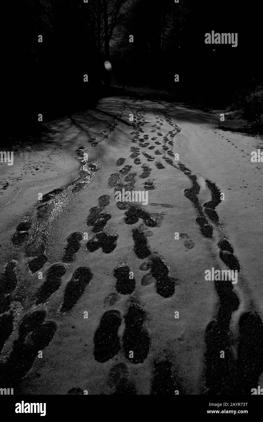 frozen snow in the forest Stock Photo - Alamy