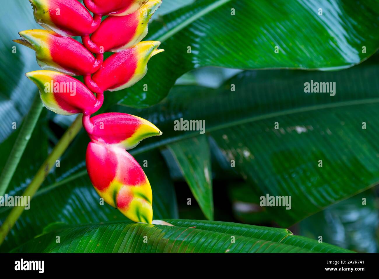 Claw flower hi-res stock photography and images - Alamy