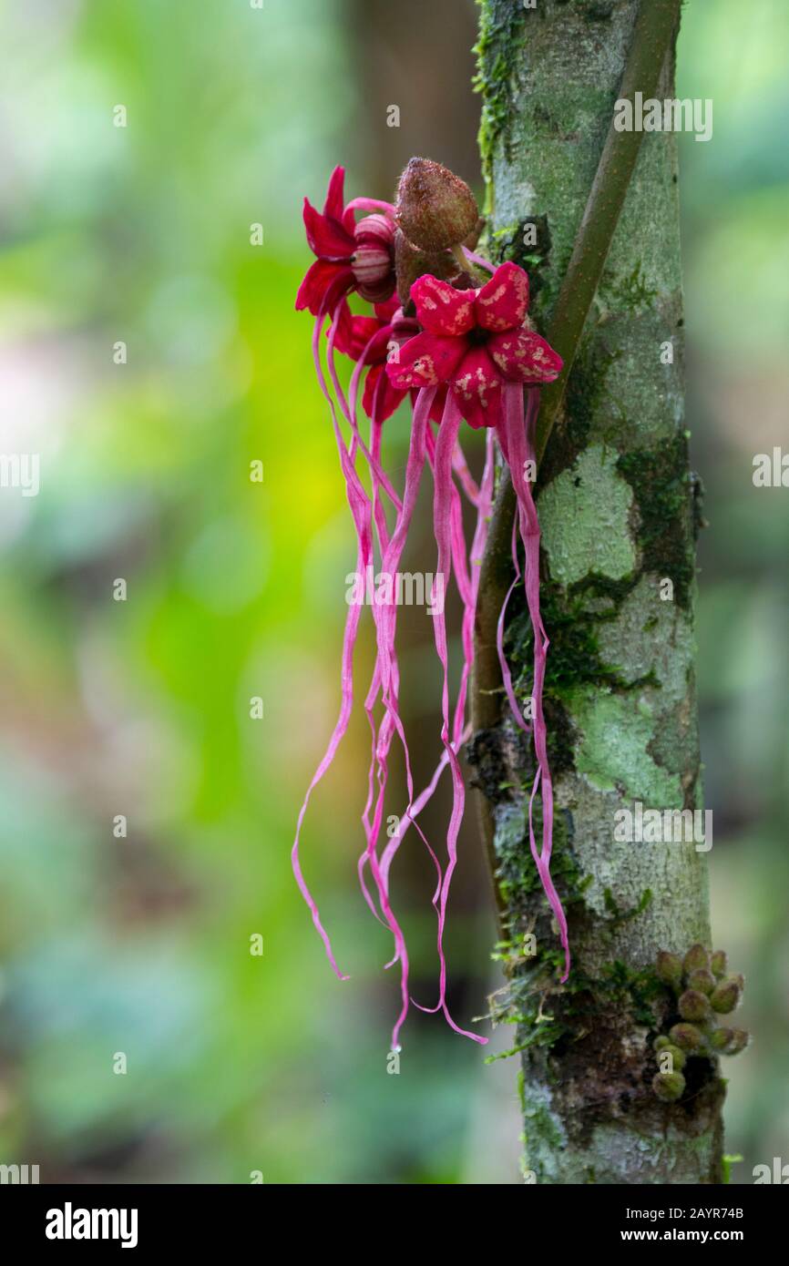 Flowers of a wild cacao tree in the rain forest near La Selva Lodge ...