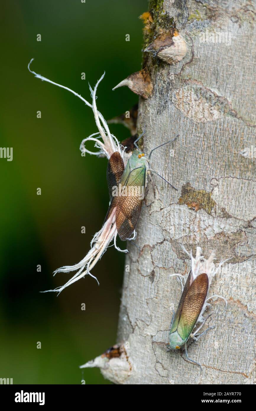 South american planthoppers hi-res stock photography and images - Alamy