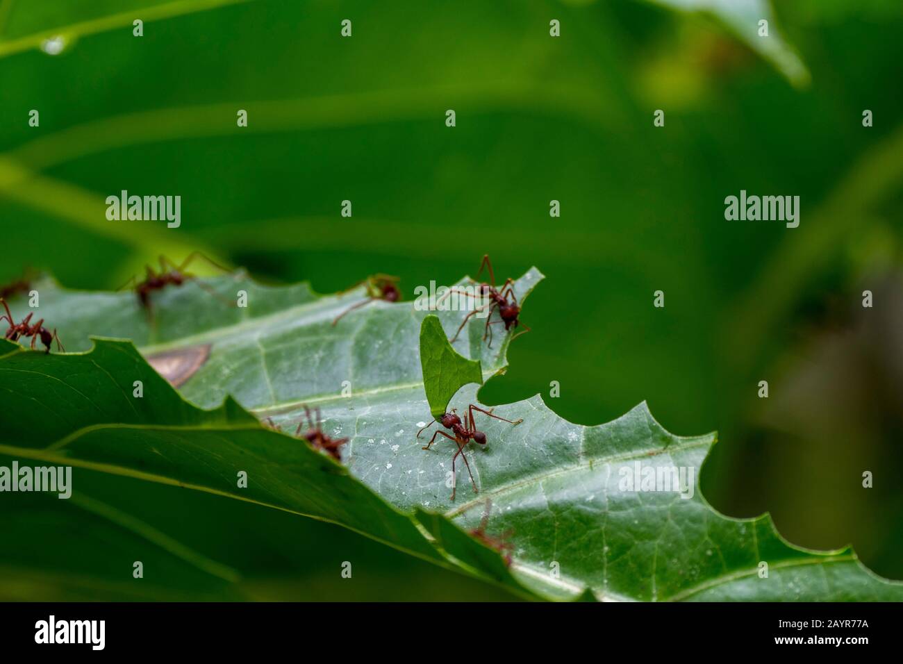 Leaf cutter ants rainforest hi-res stock photography and images - Alamy