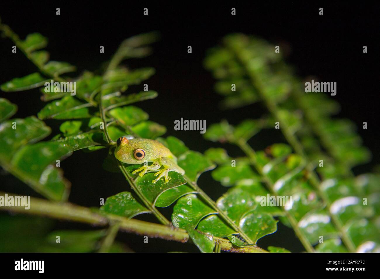A tree frog at night is sitting on a plant in the rain forest near La ...