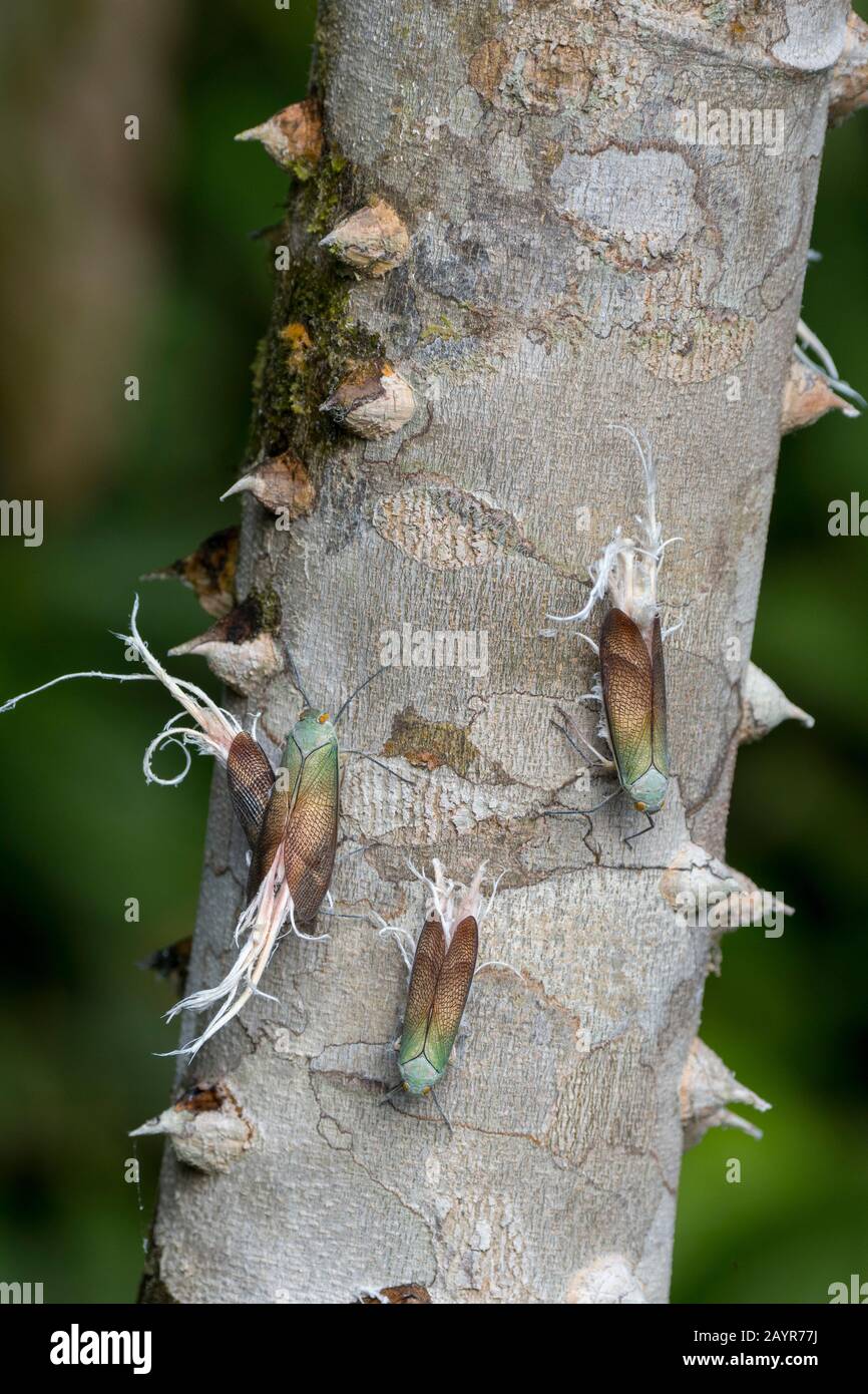 South american planthoppers hi-res stock photography and images - Alamy