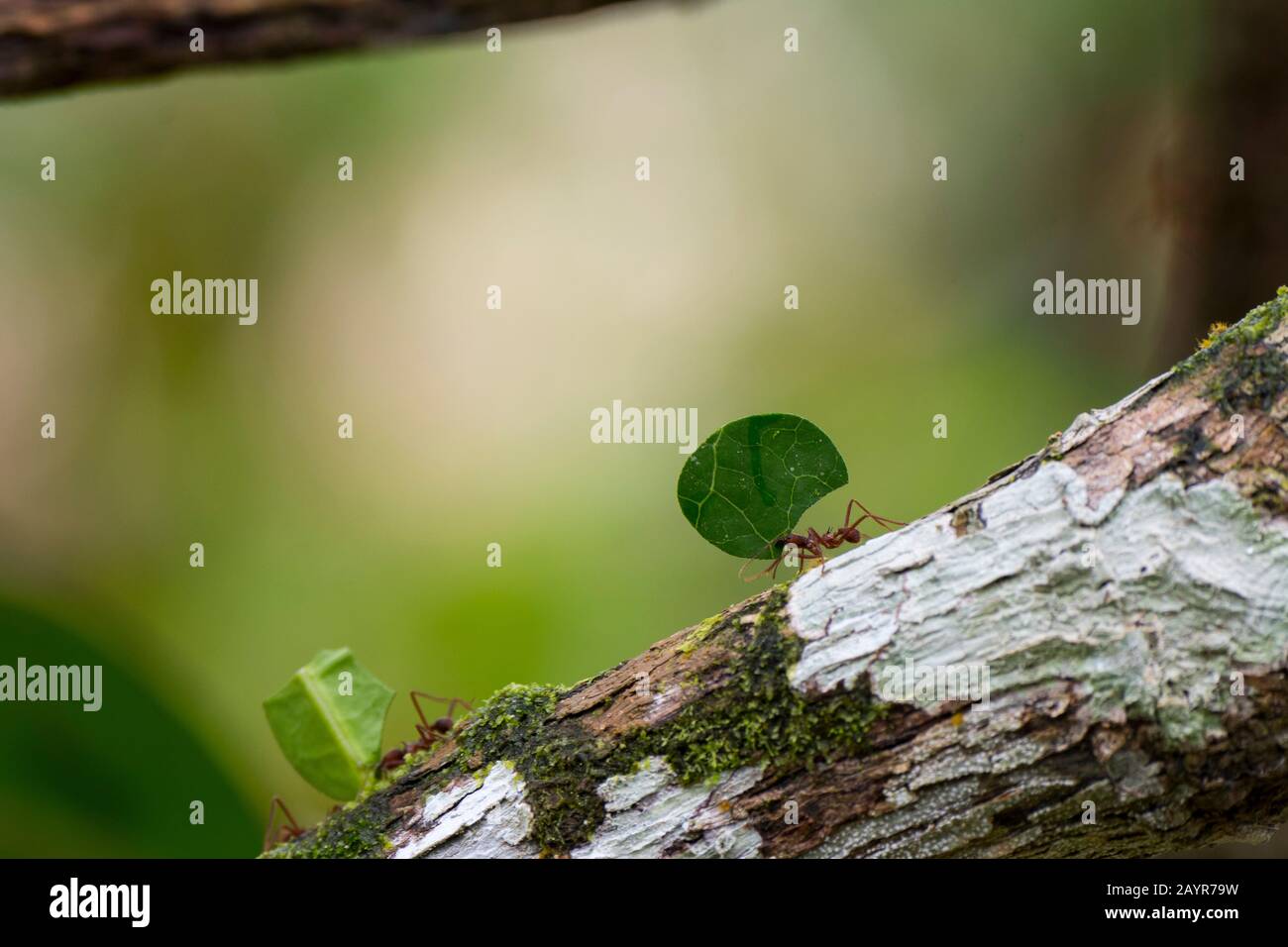 Leafcutter ant colony hi-res stock photography and images - Alamy