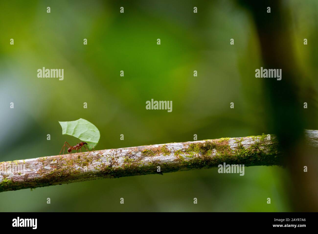 A Leafcutter ant carries a section of a leaf larger than their own body ...