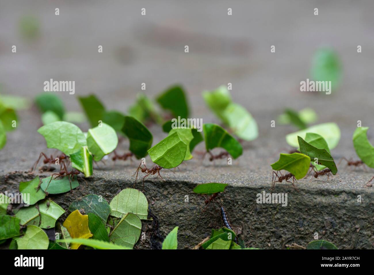 Leafcutter ants carry sections of leaves larger than their own bodies ...