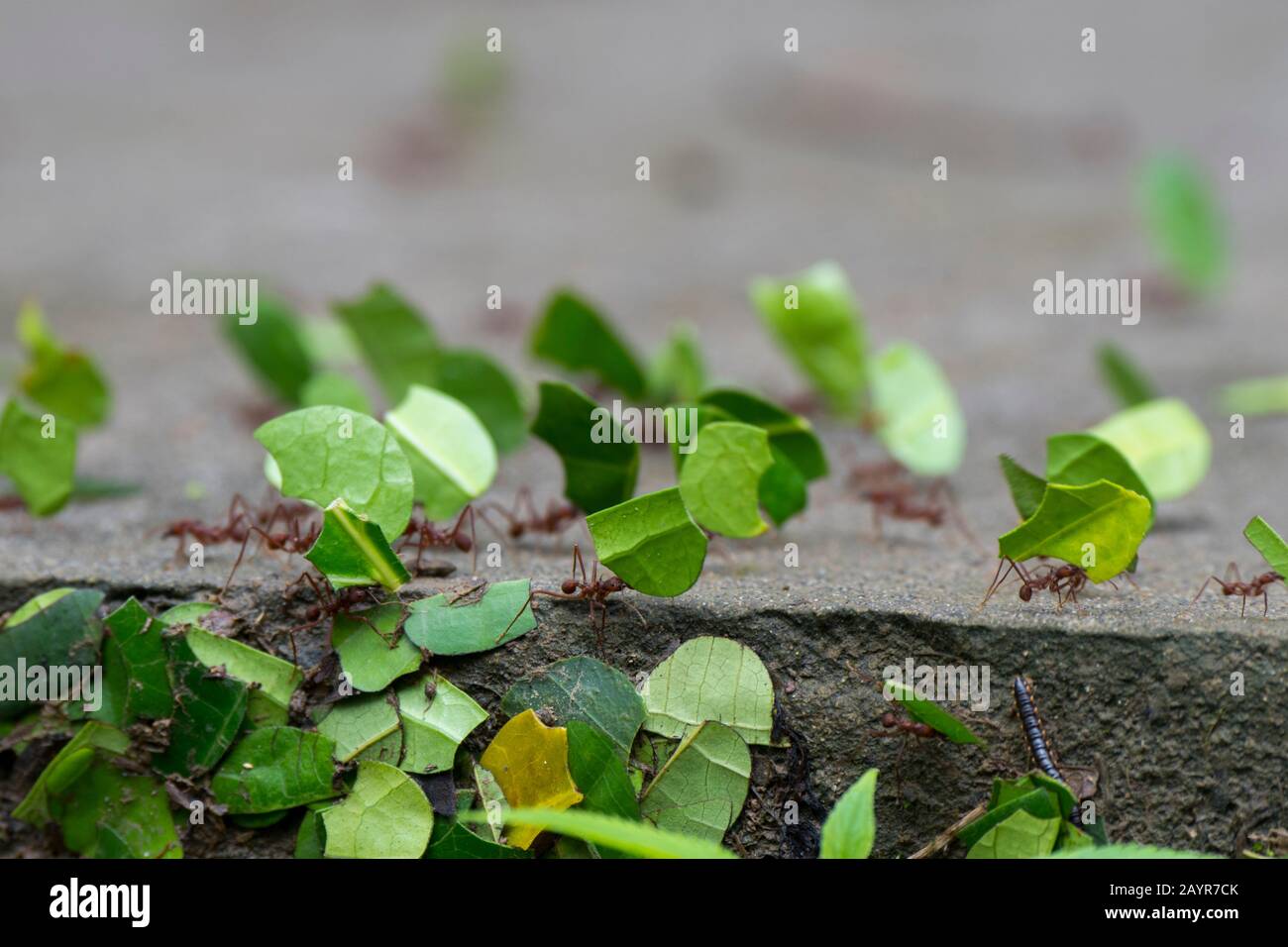 Leafcutter ants carry sections of leaves larger than their own bodies ...