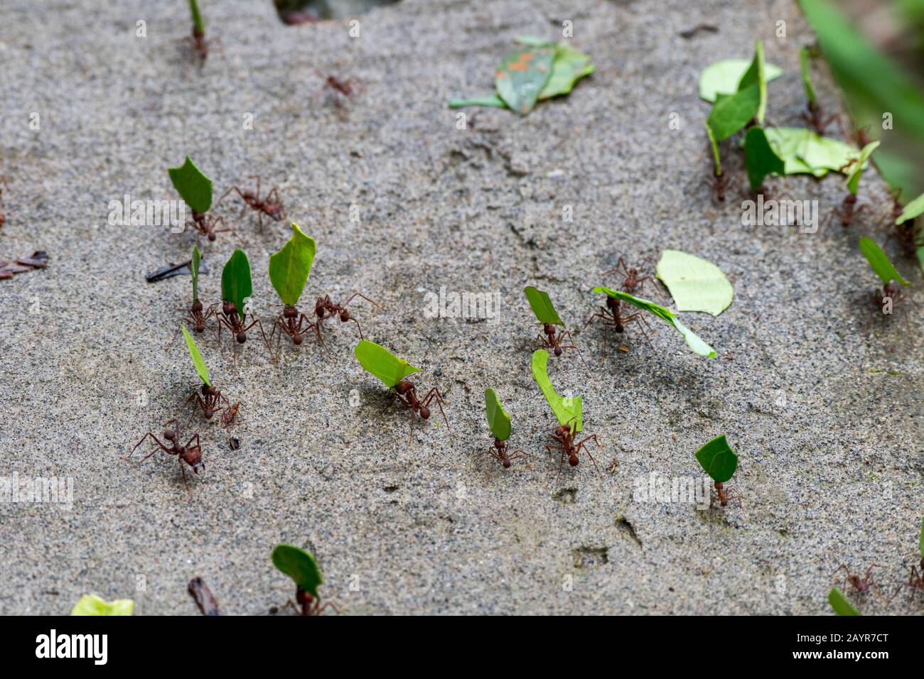 Leafcutter ants carry sections of leaves larger than their own bodies ...