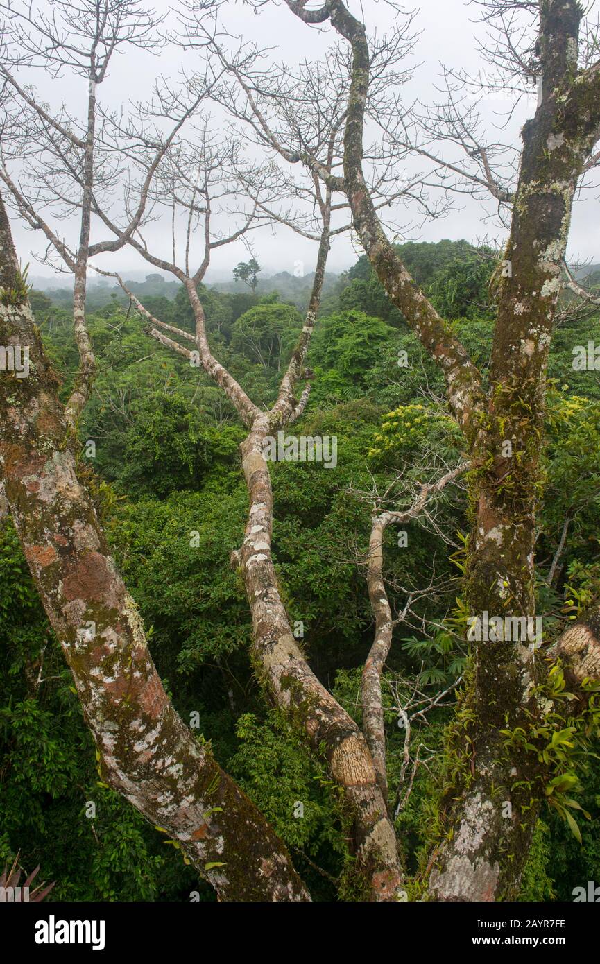 View of epiphytic plants and the rain forest canopy from the ...