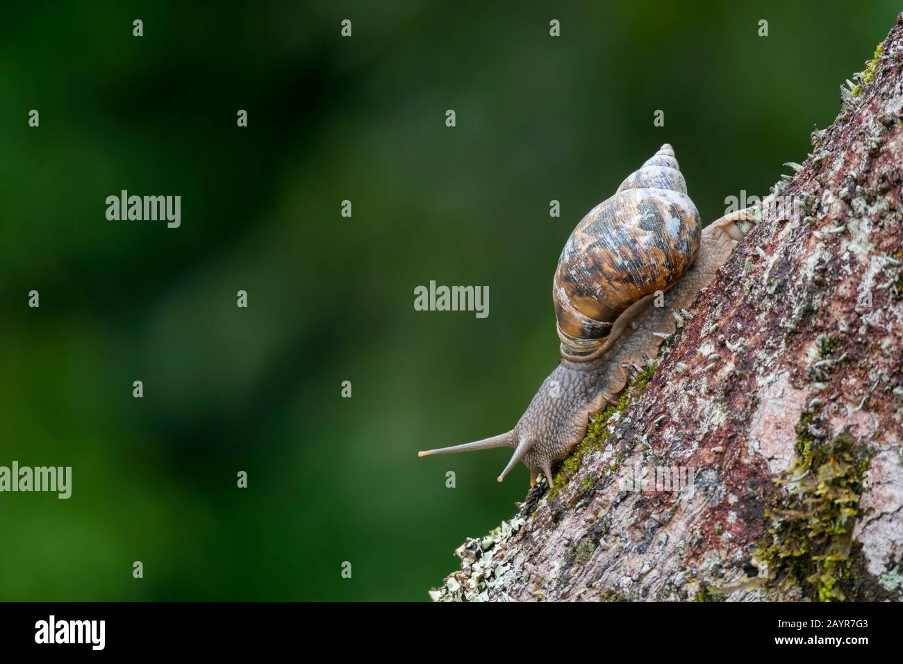 View from the observation tower of a snail on a branch in the rain ...