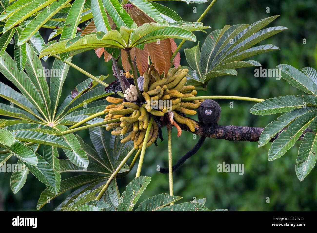 Cecropia tree hi-res stock photography and images - Alamy