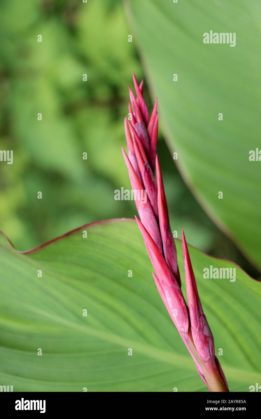 Beautiful fresh Iris flowers in nature background Stock Photo - Alamy
