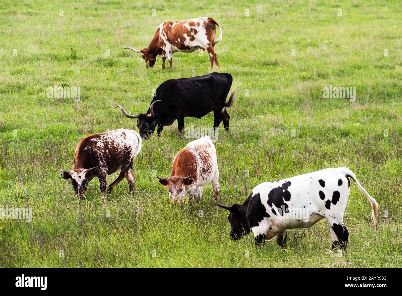 Longhorns cattle field hi-res stock photography and images - Alamy