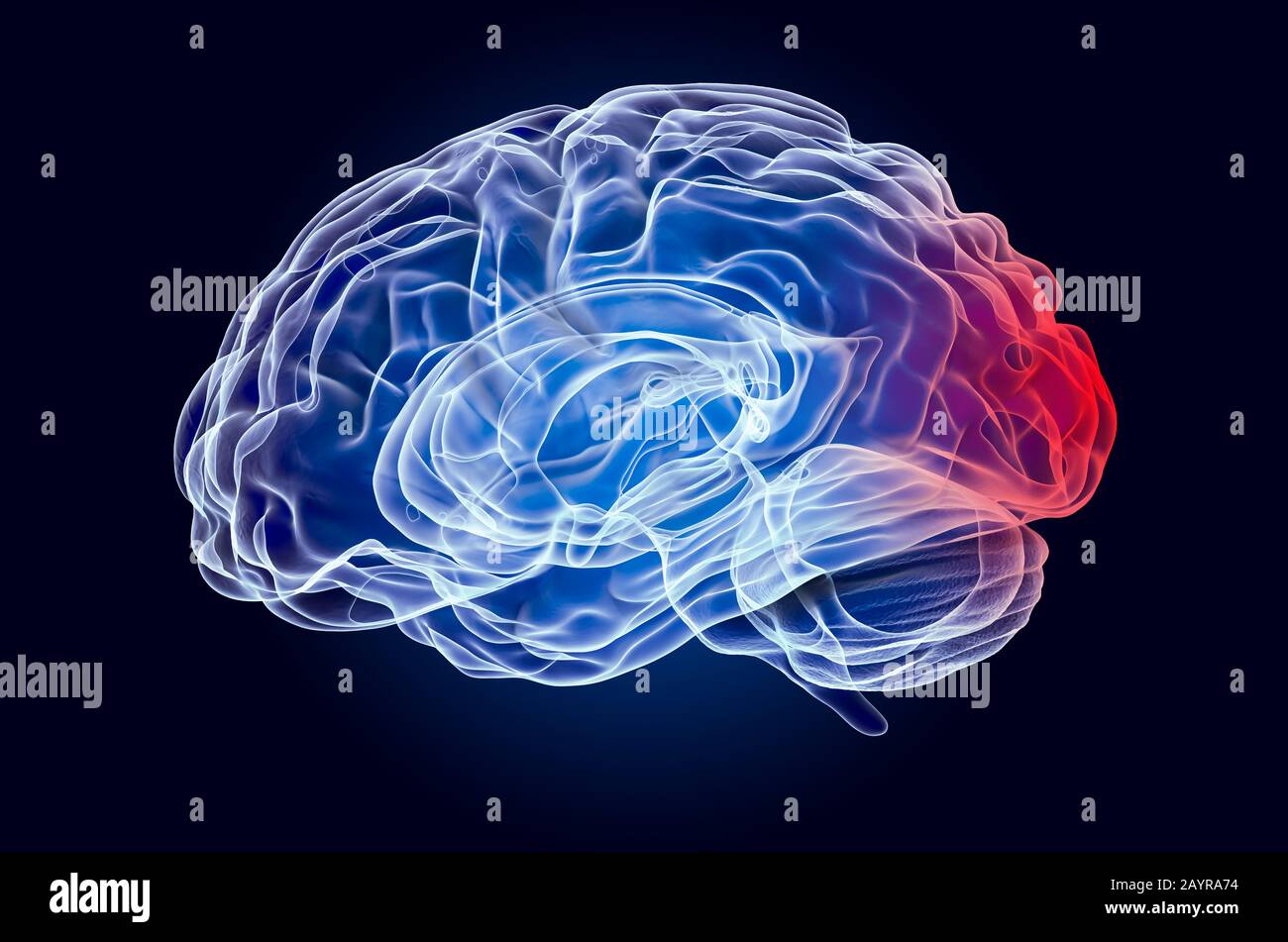 Human Brain Frontal Lobe Anatomy Human Brain Anatomy 3d , 55% OFF