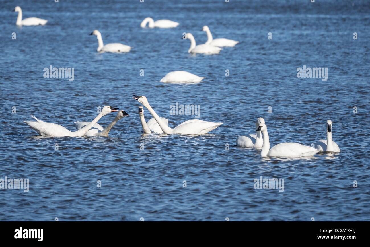 Tundra swans (Cygnus columbianus) communicating by honking at each ...