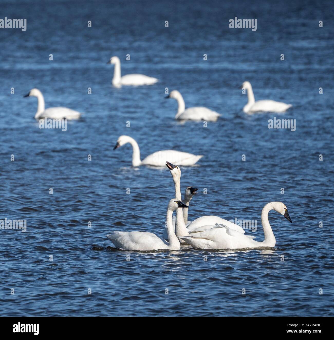 Rest stop migrating birds hi-res stock photography and images - Alamy
