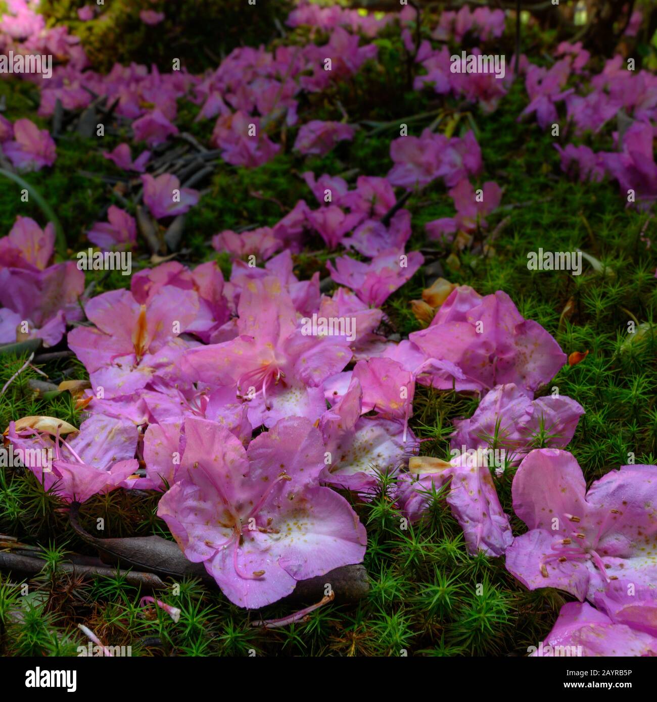 Pink Petals on Green Moss of forest floor Stock Photo - Alamy