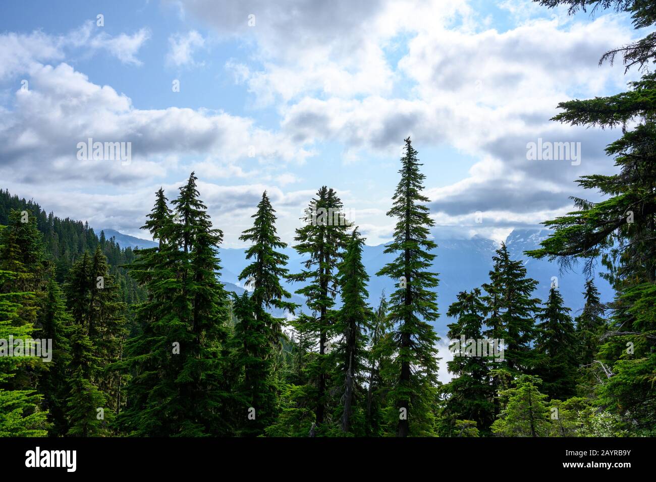 Pine Trees and Cloudy Sky in the North Cascades mountain range Stock ...