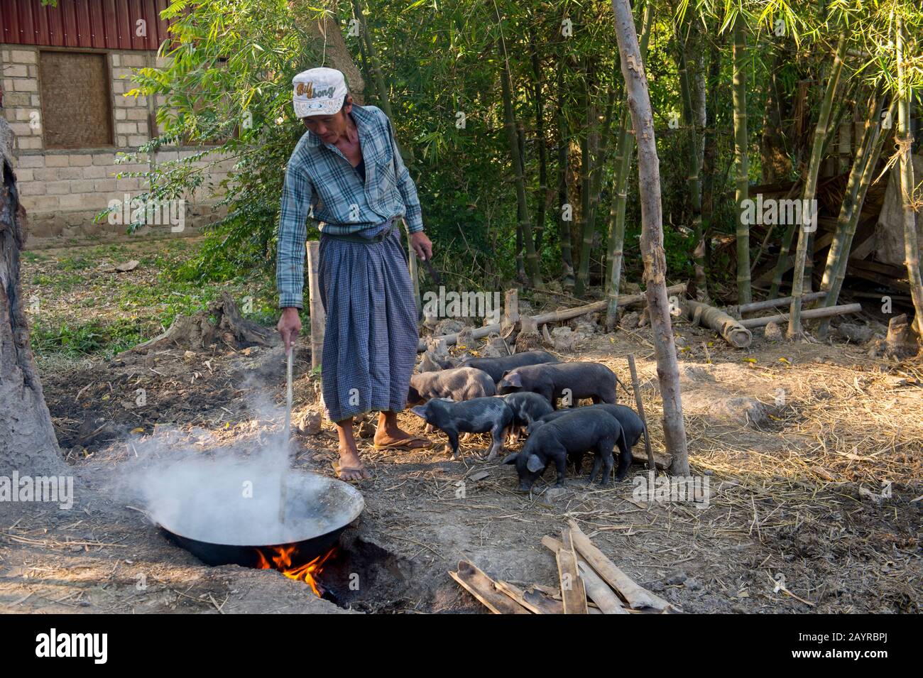 Southeast asian pigs hi-res stock photography and images - Alamy