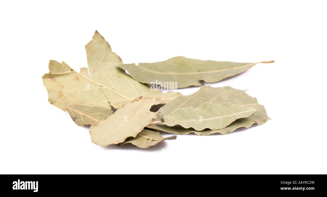 Laurel leaf isolated on white Stock Photo - Alamy