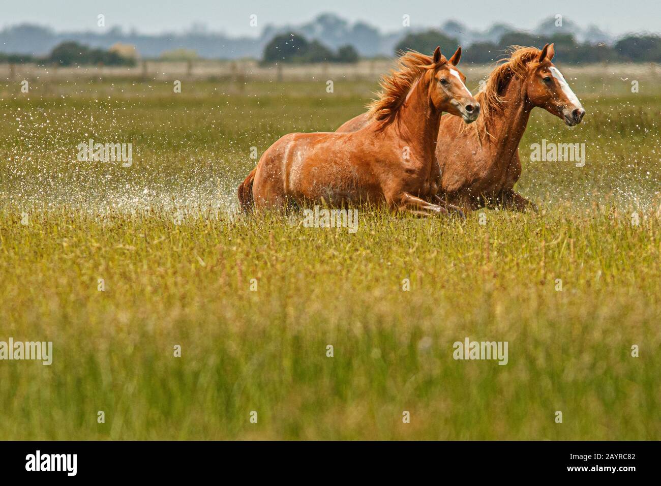 Horses running through marsh Stock Photo - Alamy