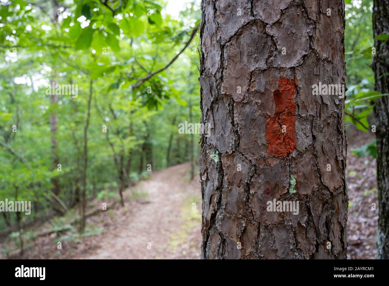 Red Trail Marker on Pine Tree with trail to left Stock Photo - Alamy