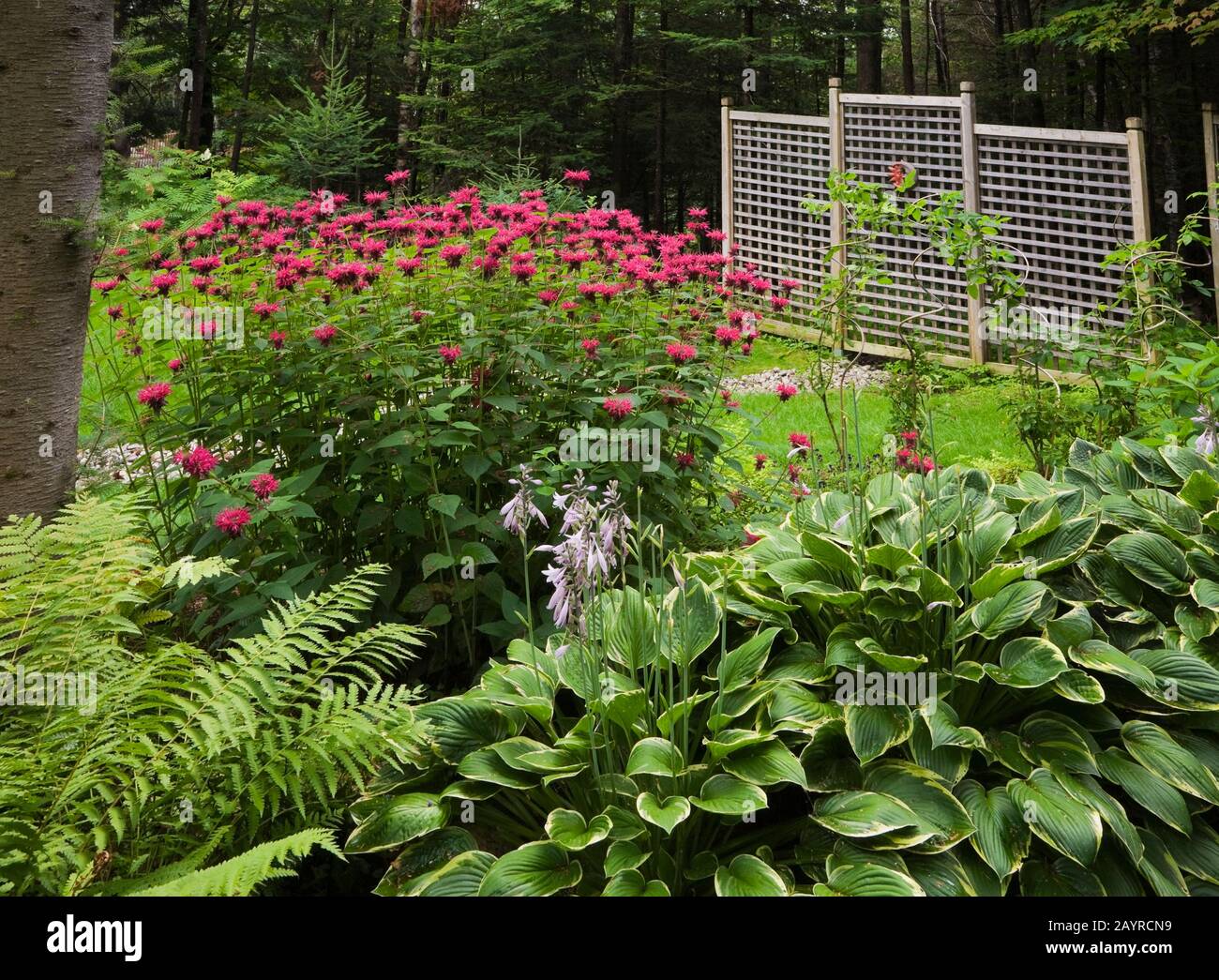 Border with a Picea - Spruce tree trunk, Pteridophyta - Ferns, red ...