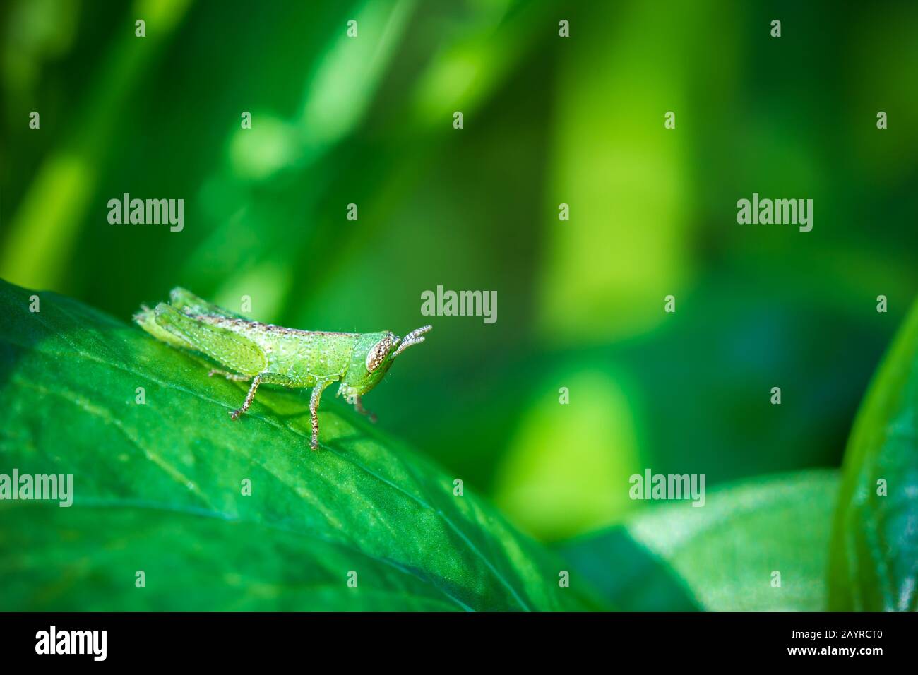 Grasshopper on green leaf in organic farm. Closeup and copy space ...