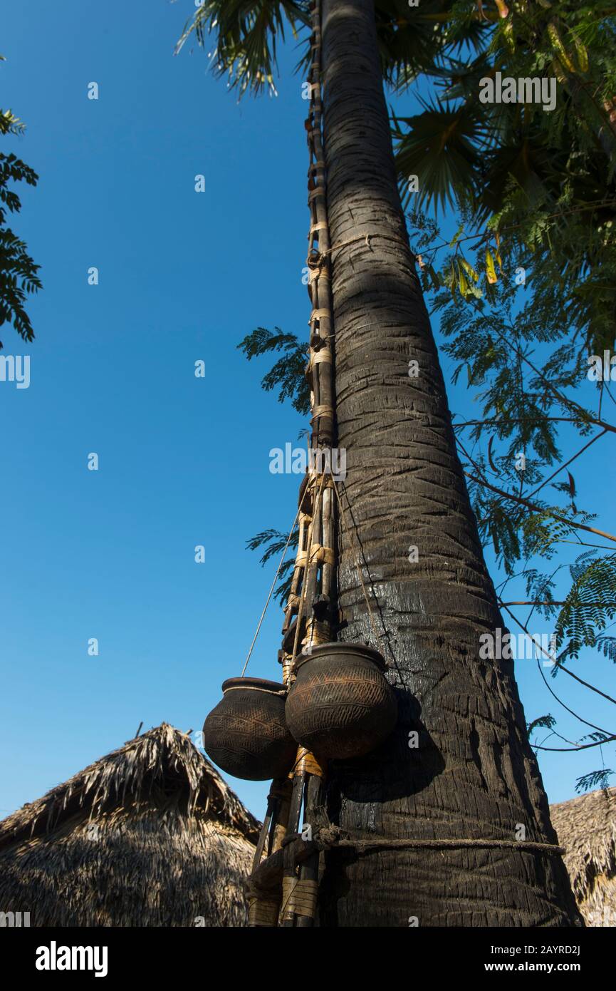 Toddy palm hi-res stock photography and images - Alamy