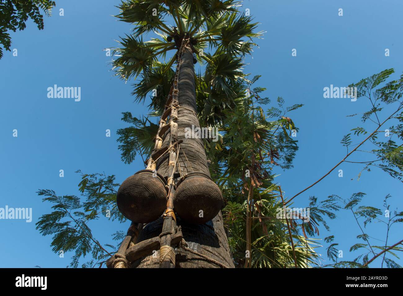 Toddy palm hi-res stock photography and images - Alamy