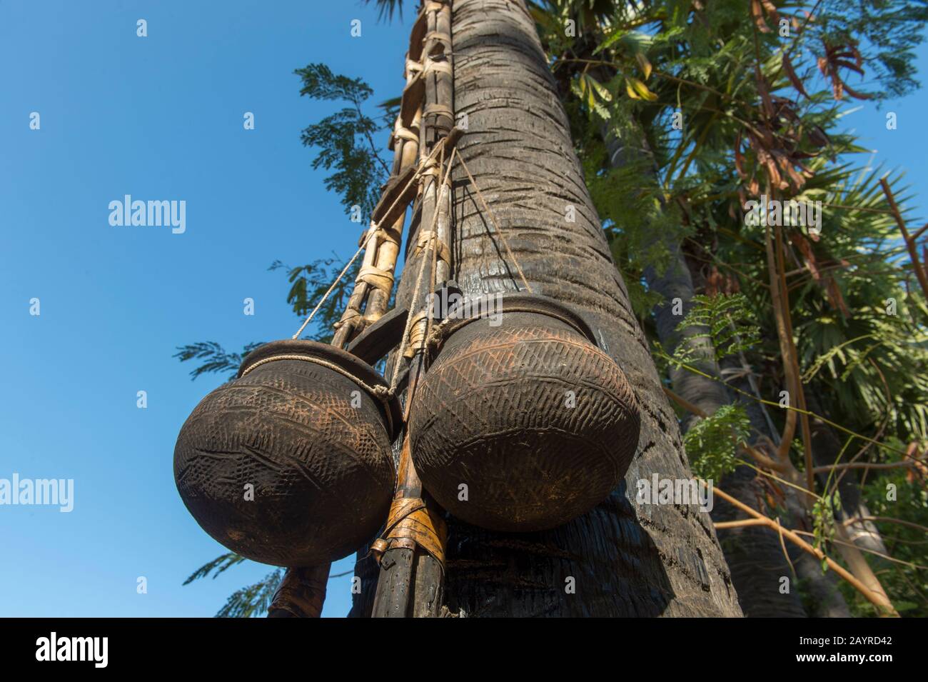 Containers to collect the sap of a palm tree to make Toddy Palm Wine ...