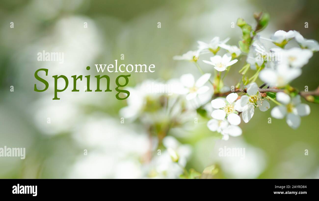 Text WELCOME SPRING. Cerasus besseyi (L.H.Bailey) Lunell white small ...