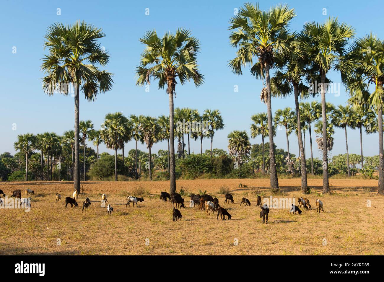 Burmese goat hi-res stock photography and images - Alamy