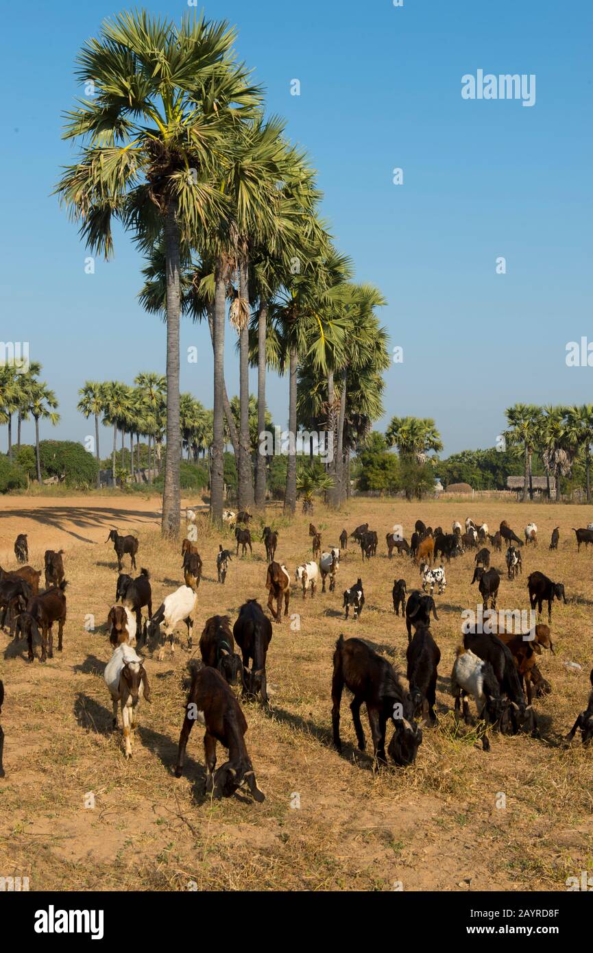 Burmese goat hi-res stock photography and images - Alamy