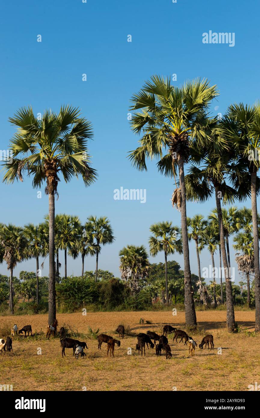 Burmese goat hi-res stock photography and images - Alamy