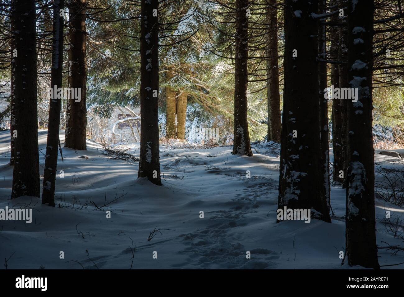 frozen snow in the forest Stock Photo - Alamy
