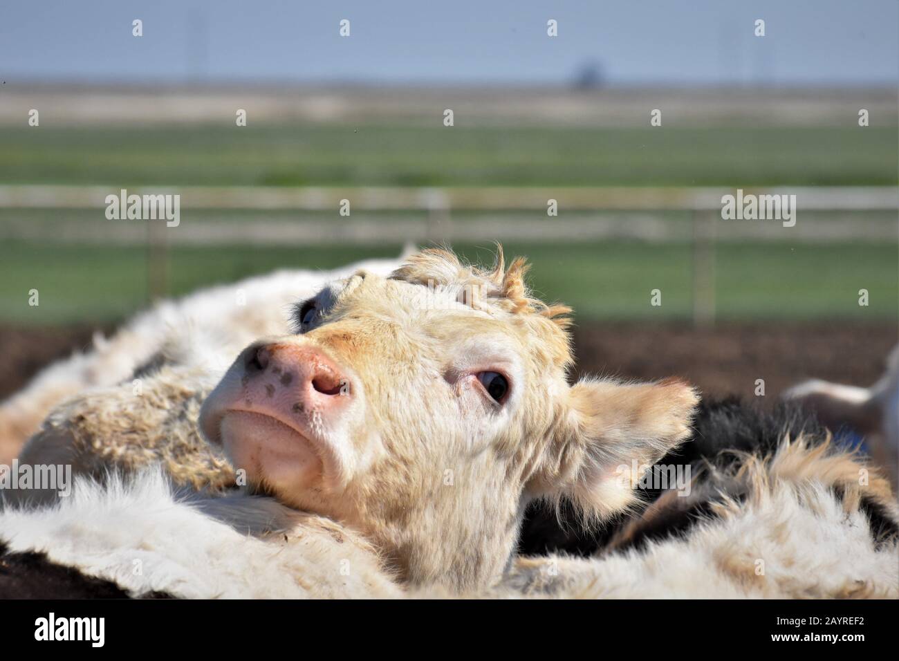 Cattle ranch in Central California Dairy and beef meat ranches with ear ...