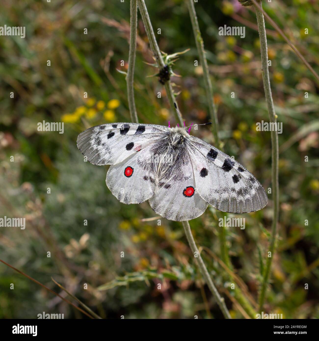 Alpine wildlife. Parnassius Apollo (Mountain Apollo), typical mountain ...