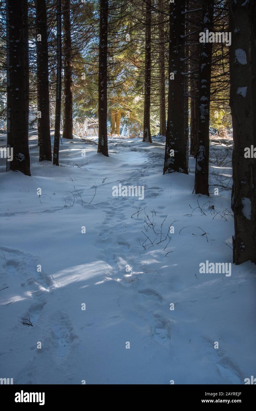 frozen snow in the forest Stock Photo - Alamy