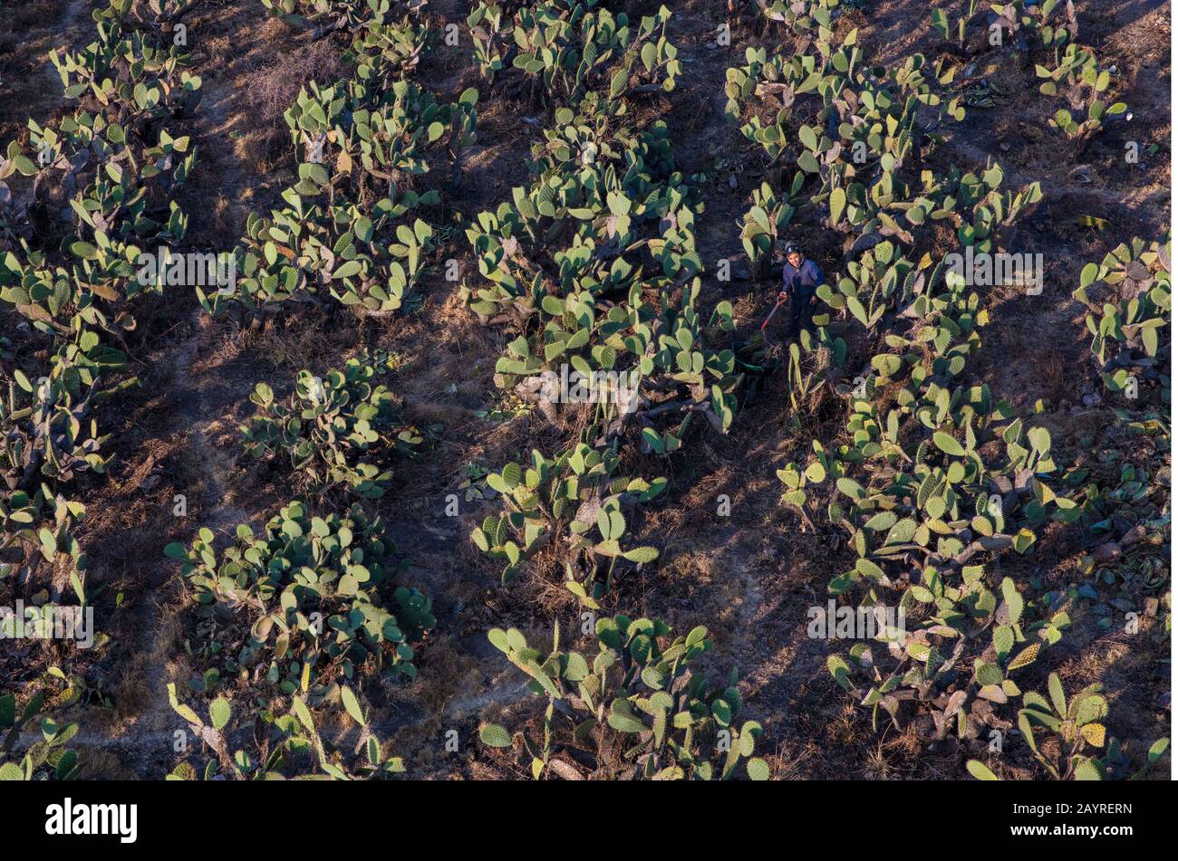 Nopal farm field Mexico Stock Photo - Alamy