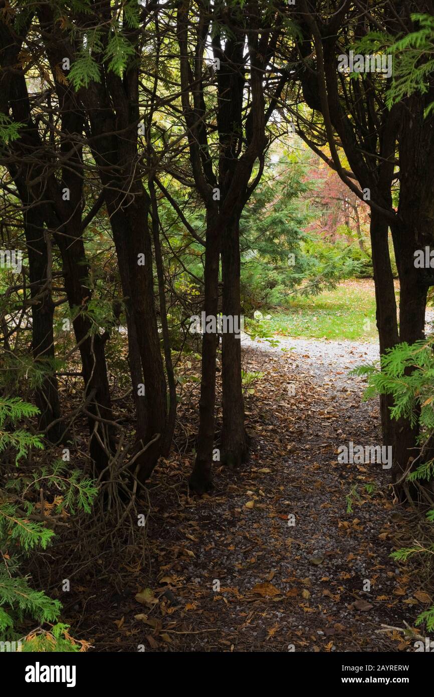 Gravel path through a natural Thuja - Cedar hedge arbour in backyard ...