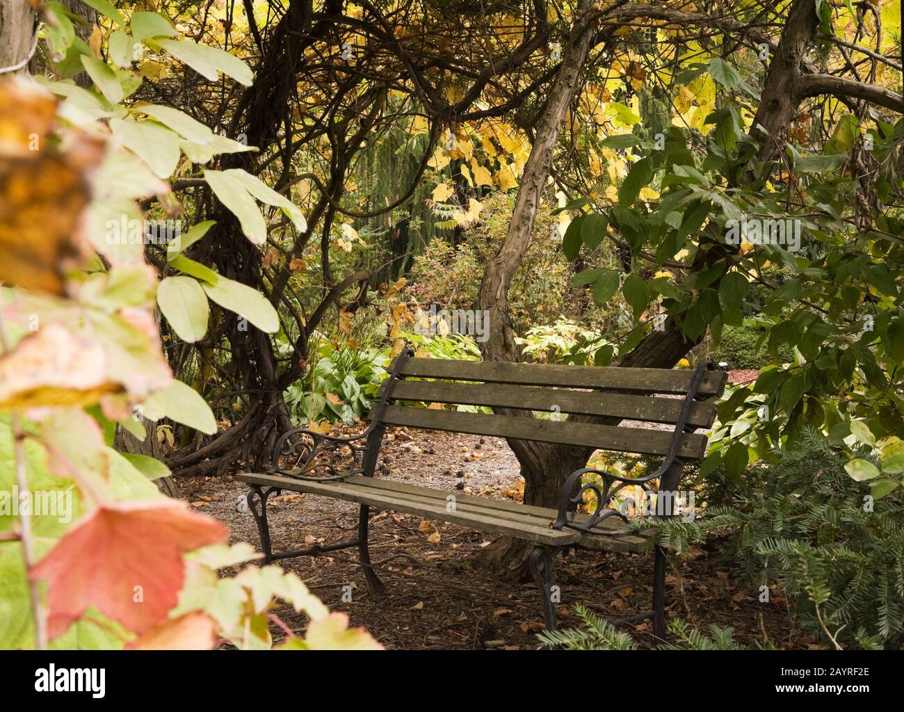 Wooden garden bench through a Vitis - Ste-Croix climbing grapevine in ...